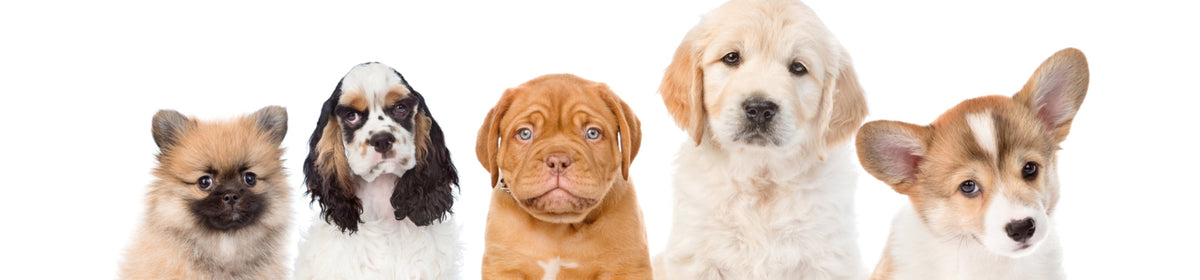 Puppy Party - party decorations for dog-themed birthday parties ...